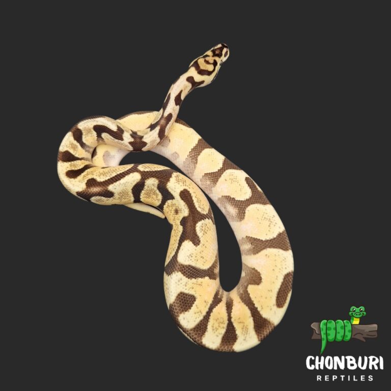 Ball Python 18-2 – Chonburireptiles