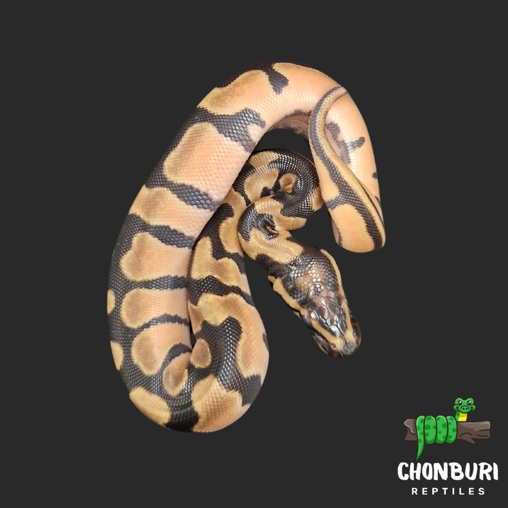 Ball Python 25-18-01 – Chonburireptiles